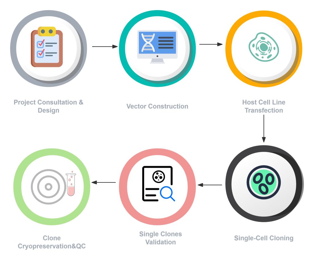 Knockout Cell Line Service – Runtogen