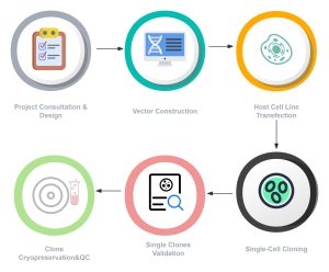 Knockout Cell Line Service – Runtogen