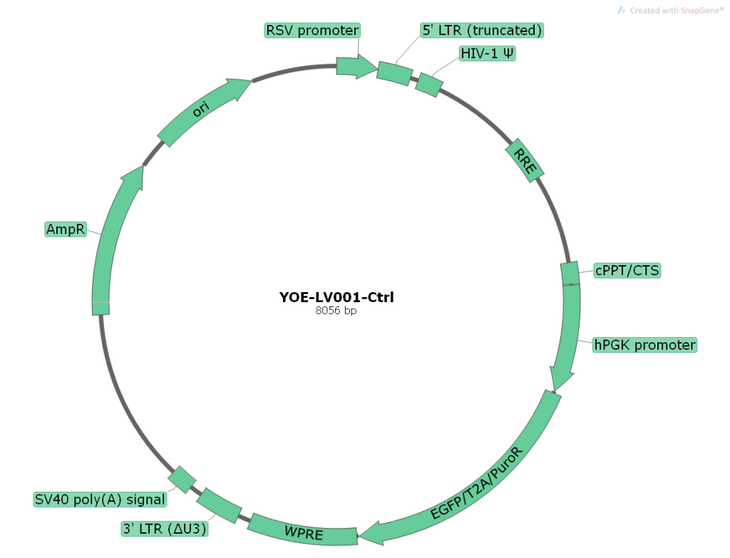 Overexpression Stable Cell Line Generation Case Study | Runtogen